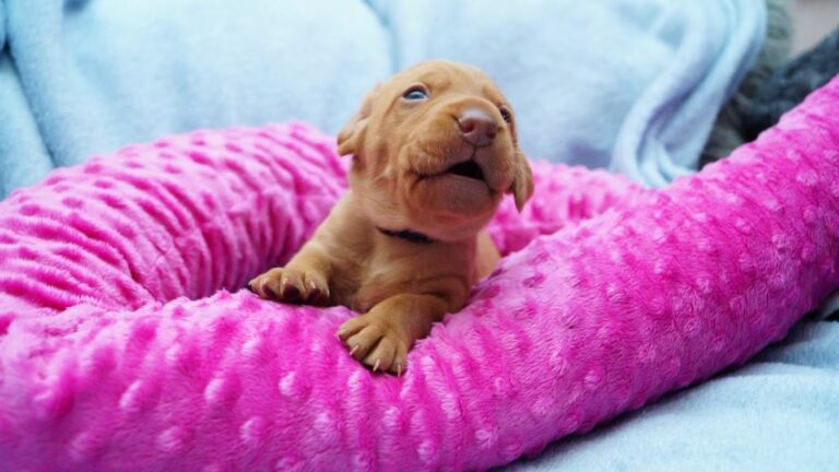 Jezko – Vizsla Revier