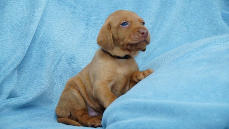 Jezko – Vizsla Revier