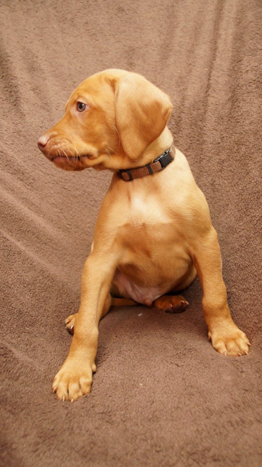 Jezko – Vizsla Revier